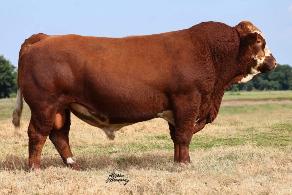 JB CDN Captain Call 1948 - Fleckvieh Source Genetics